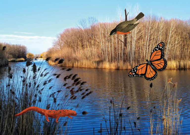 Nature Guide: Montreal - Rewild Yourself